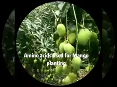 China Chelate Manganese Fruit Tree Fertilizer , Peach Mango Lime Tree Fertilizer for sale