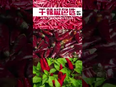 AMD Dry Chilli Sorting Machine.mp4
