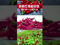AMD Fresh Chilli Sorting Machine