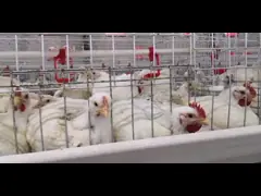 Automatic Poultry Drinking Line Chicken Nipple Drinker Cup
