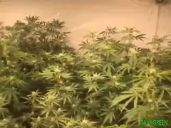 720w Pro Samsung Grow Light Application Introduction Video