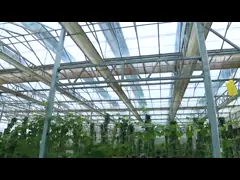 Glass Venlo Type Greenhousee Climate Control Fully Automated