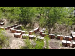 Our Natural Beekeeping  Honey Apiary Introduction Video 2