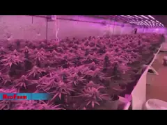 Redfarm LED Grow Light