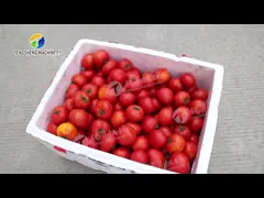 Многофункциональная машина щетки параллели технологической линии фрукта и овоща
