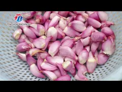 China Industrial Garlic Vegetable Processing Machine 0.375KW Automatic Cutting Machine for sale