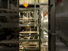 Battery H Type Layer Chicken Cage Fully Automatic For Farms