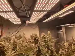 Application of 720W PRO Grow Light add UV booster Light