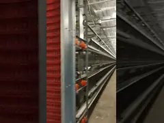 Multi Layer H Type Layer Chicken Cage Galvanized Automatic Control