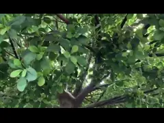 Guangzhou Baiyun District Haihong Arts & Crafts  Factory Production