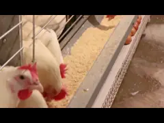Durable Chicken Feeding Equipment Battery With Drinking System