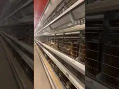 H Frame 256 Birds Battery Cage System In Farm Auto Cleaning