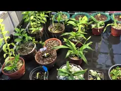 240w Pro Grow Light Fror Orchid Indoor Dimmable Full Spectrum