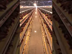 Galvanised Wire Poultry Chicken Cage 4 - 5 Layer For Farm Use