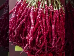 500 shu Dried Guajillo Chili Sweet Paprika Pepper BRC /Halal /ISO