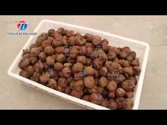 380KG  Carrot and taro fur brush cleaner Oyster rollers cleaning equipment water hooves cleaning