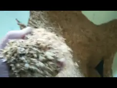 China Bagasse Cow Dung Husk Peanut Shells Corn Stalks Melon Seed Shell Biomass Pellet Machine for sale