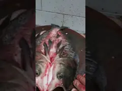 Commercial Eight Spaces Fish Grill Machine Single Layer 20KW For Kitchen