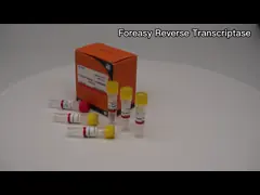 Foreasy M-MLV Reverse Transcriptase