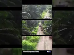 WEA18 PALM OIL TRACTOR