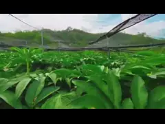 China White Sugar Free Konjac Powder Food Additive HALAL Certificated for sale