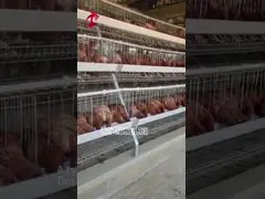Galvanized A Type 3 Tier  Or 4 Tier Chicken Poultry Layer Battery Cage For 45,000 Birds Poultry Chicken Farm Doris