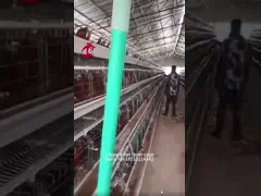 Customized Layer Chicken Cage , Q235 Low Carbon Steel Poultry Battery Cage Doris