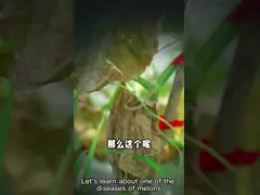 China Duolaisa Streptomyces NBF715 biotechnology Biological Fertilizer Kill Soil Nematodes And Eggs for sale