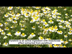 Natural Extract 1.5% Pyrethrin Home Pest Killer Insecticide For Cockroach Mosquito Fly Flea Ant