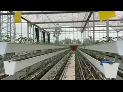 Hydroponic System Tomato Farming Plastic Film Greenhouse 3-5m