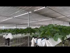 Hydroponic Growing System Single-Span Tunnel Plastic Film Greenhouse Agricultural