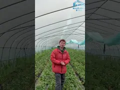 Hydroponic Growing System Single-Span Tunnel Plastic Film Greenhouse Agricultural