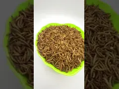 Dried mealworm