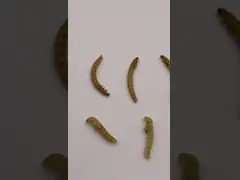 mealworm