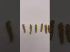 mealworm pupa