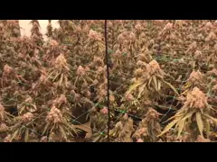 marijuana