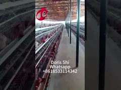 3 Or 4 Tier Chick Rearing Cage H Belt Manual Cleaning System 2x2x1.6meters Doris