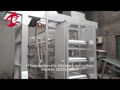 China 25 Years 90-200 Chickens Automatic Chicken Feeding System With Automatic Drinker Iris for sale