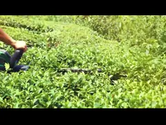 Tagliasiepi elettrico