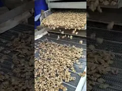 Walnut Xin 2