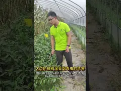 China Efficient Broad Spectrum Bt Biological Insecticides HaNPV For Cotton Pests for sale