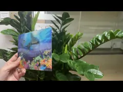 Lenticular Postcard Printing Toucan Wild Animals 3D Postcard for zoo pack sealifes