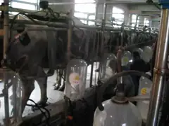 Salone di mungitura di aringhe con contatore di latte di vetro