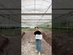 Multi-span greenhouse for strawberry