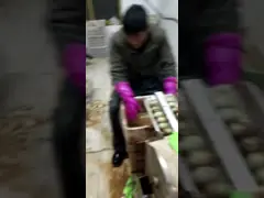 中国 循環水洗浄 ドライクリーニング 自動 汚い 鶏 鳥鳥 ダック 卵 洗濯機 販売のため