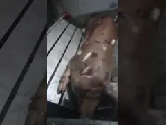 China Pig Abattoir And Meat Processing Plant Pig Hair Singeing Machine Pig Scalding Machine Pig Dehair Machine Pig Slaughter Machine for sale