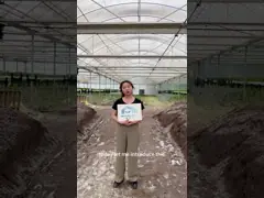 China Flower and Vegetable Growing Hothouse Quonset Hut Conservatory Growing House Gutter-connected Large Greenhouses with Roof Ventilation for sale