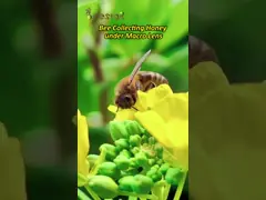 Wholesale 100% Natural Bee Pollen Powder Raw High Quality Organic Mix Pollen Powder