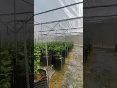 China Economical Anti Insect Net For Greenhouse Efficient For Vegetable Cultivation for sale
