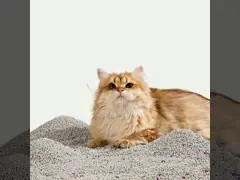 China Customized Bentonite Cat Litter 10 Kg Organic Sodium Bentonite Kitty Litter for sale